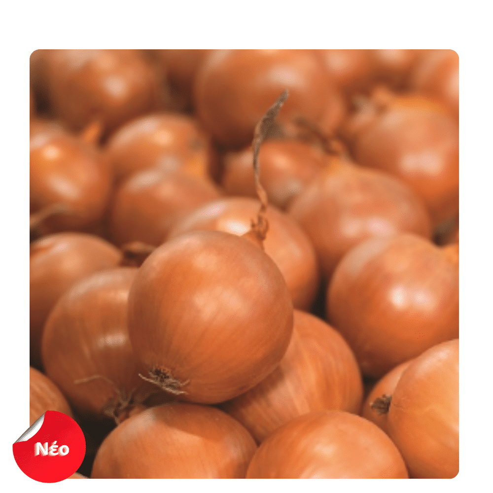 Μεγάλης Ημέρας Κρεμμύδι BARUSO - Οφλίδης Γεωργικά Εφόδια